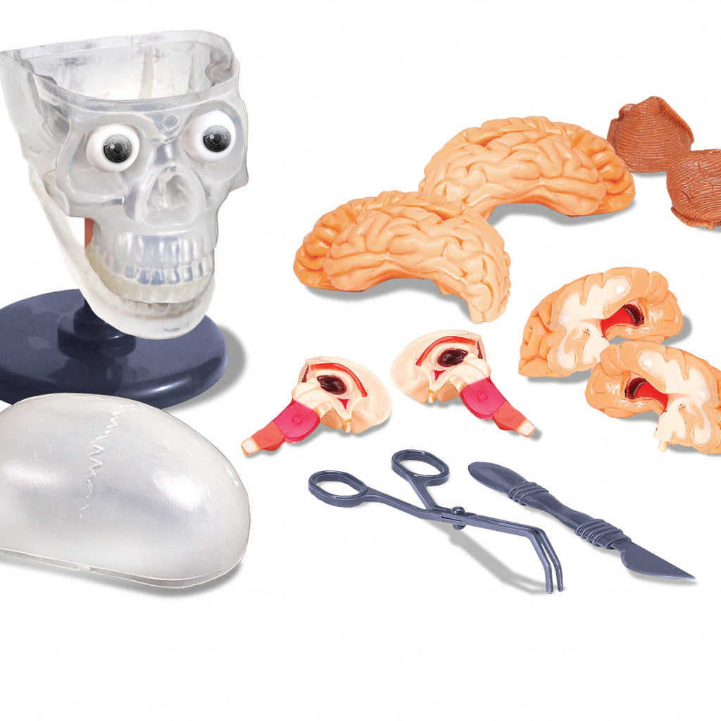 Smartlab's The Amazing Squishy Brain – The Good Tree