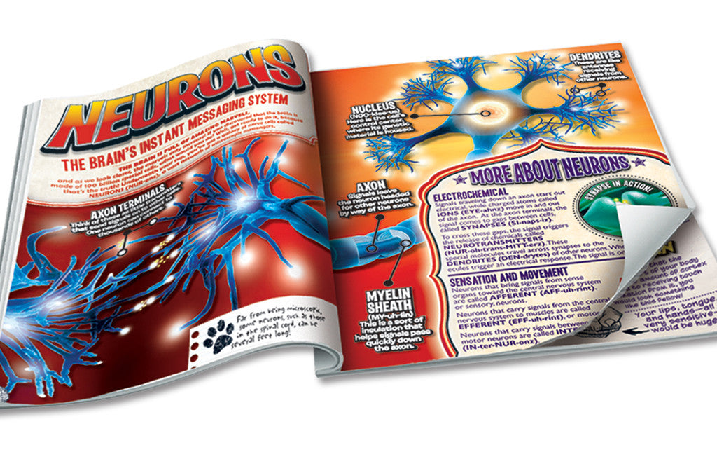 Smartlab's The Amazing Squishy Brain – The Good Tree